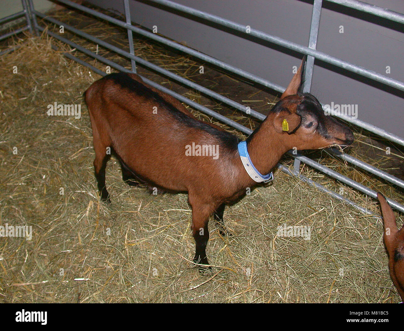 Hill Goat 5 Stock Photo - Alamy