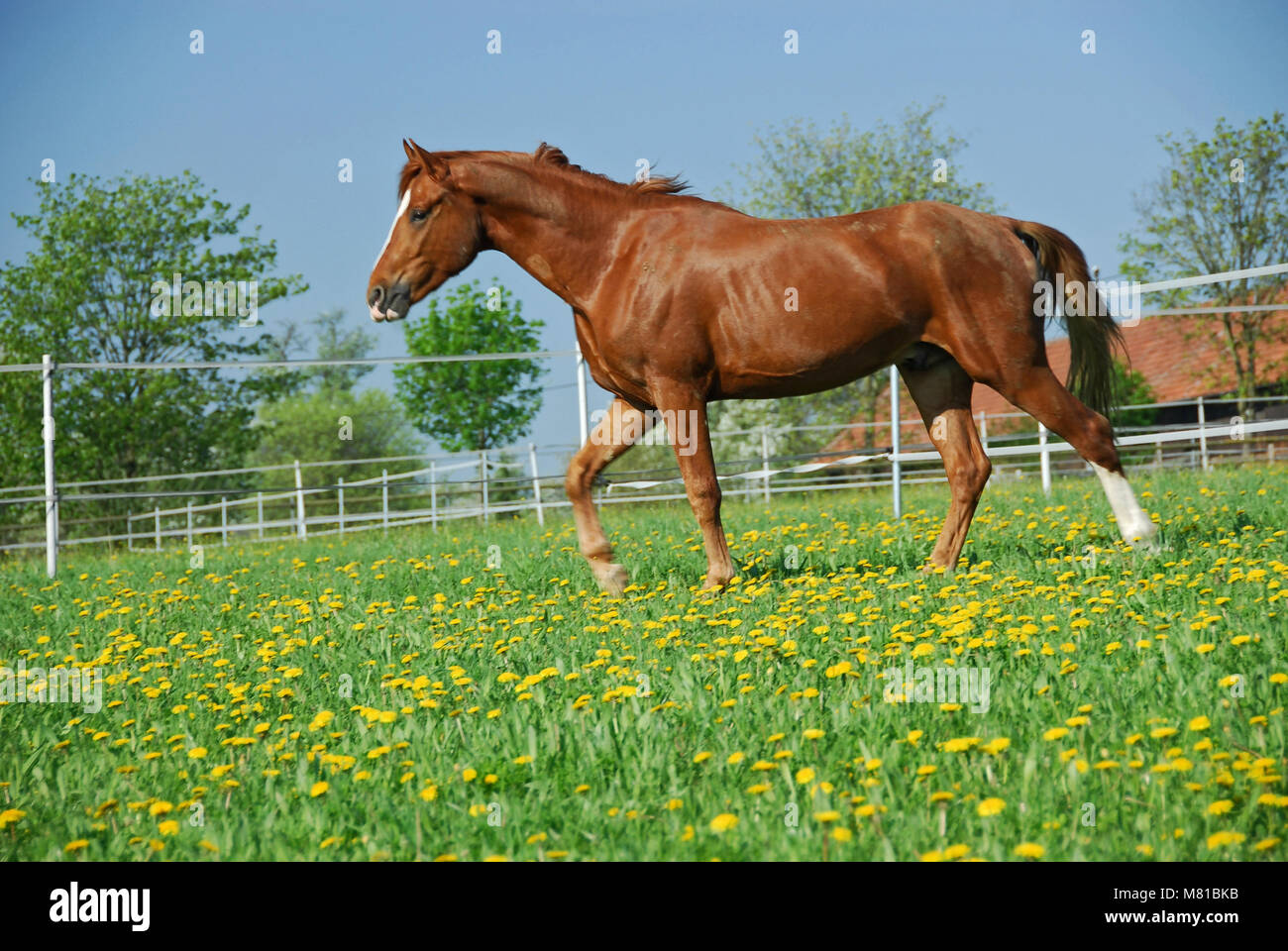 Horse turning out hi-res stock photography and images - Alamy