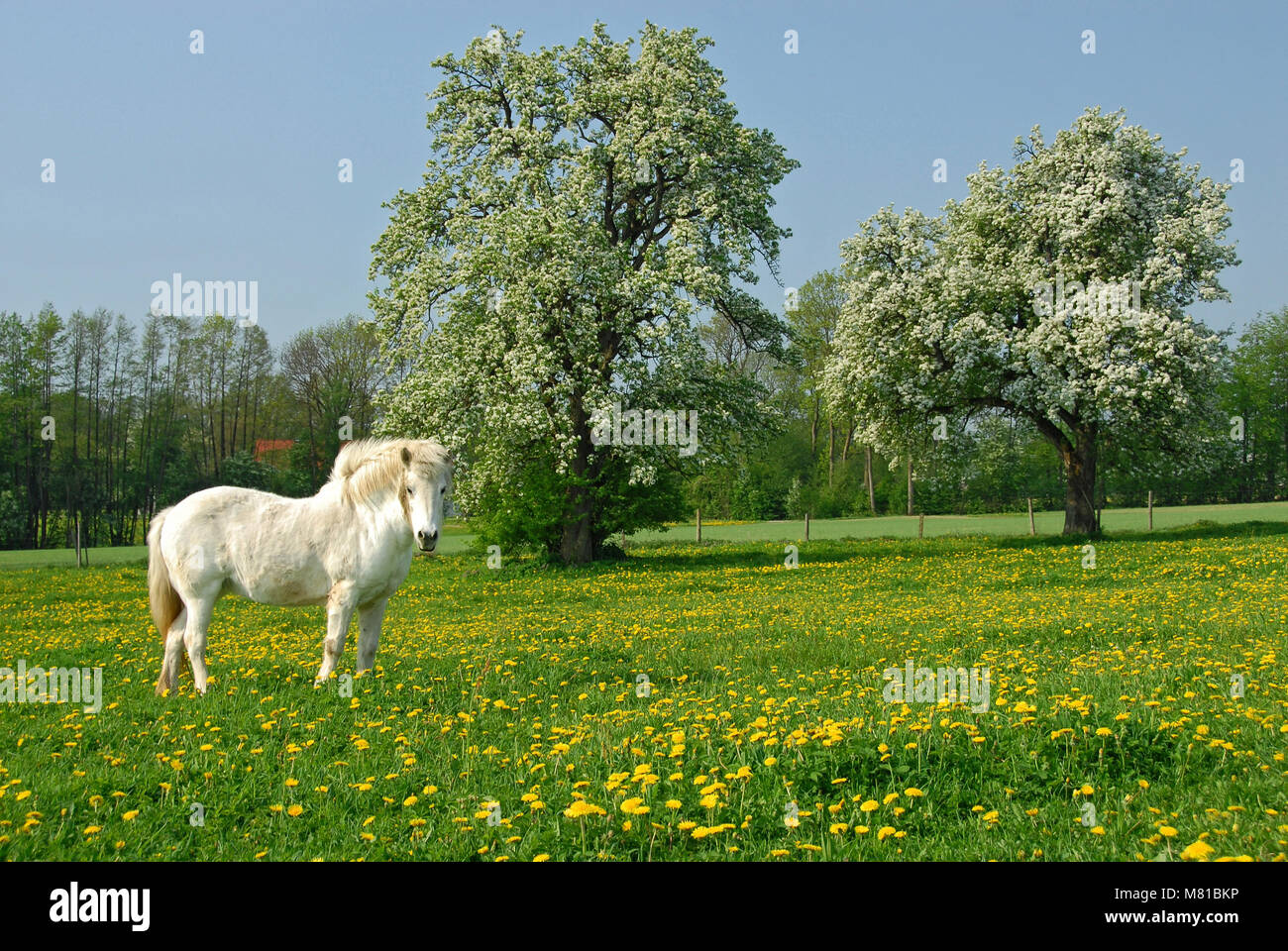 Horse usage hi-res stock photography and images - Alamy