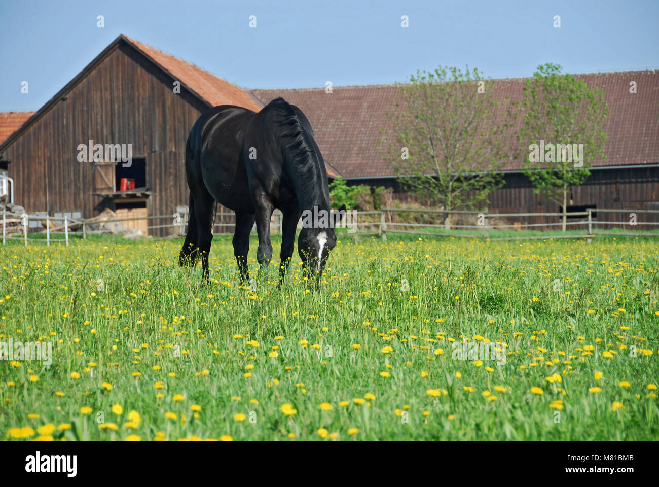 Horse usage hi-res stock photography and images - Alamy
