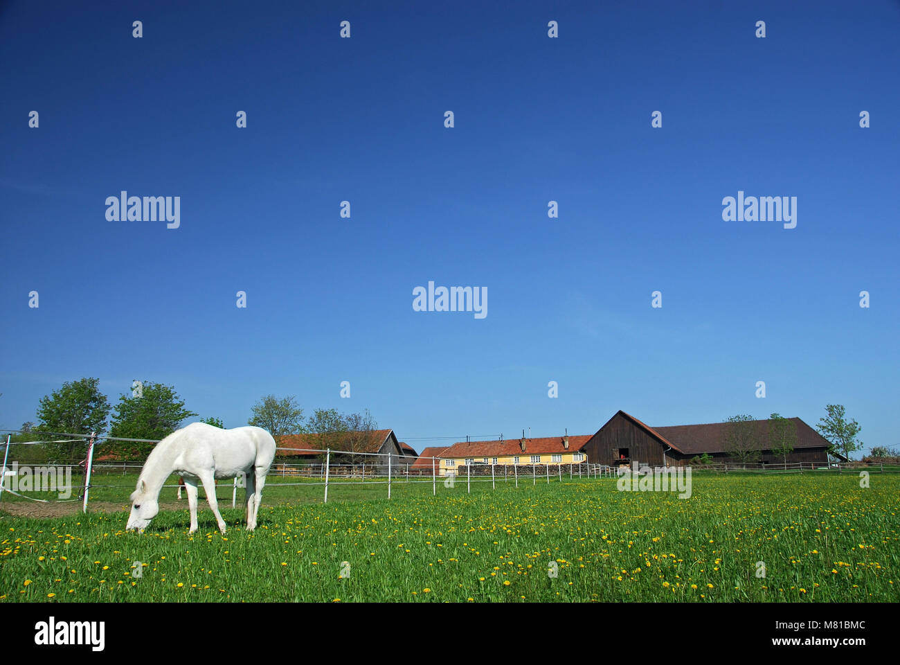 Turning horses out hi-res stock photography and images - Alamy