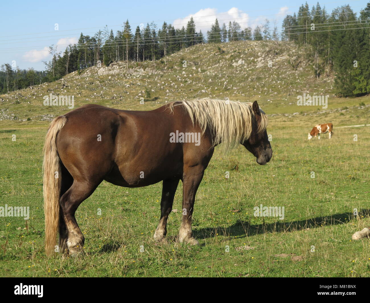 Turning horses out hi-res stock photography and images - Alamy