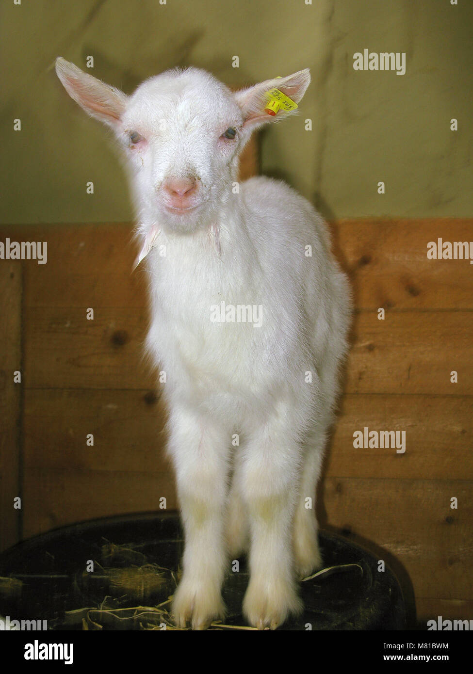 Kid goat 23 Stock Photo - Alamy