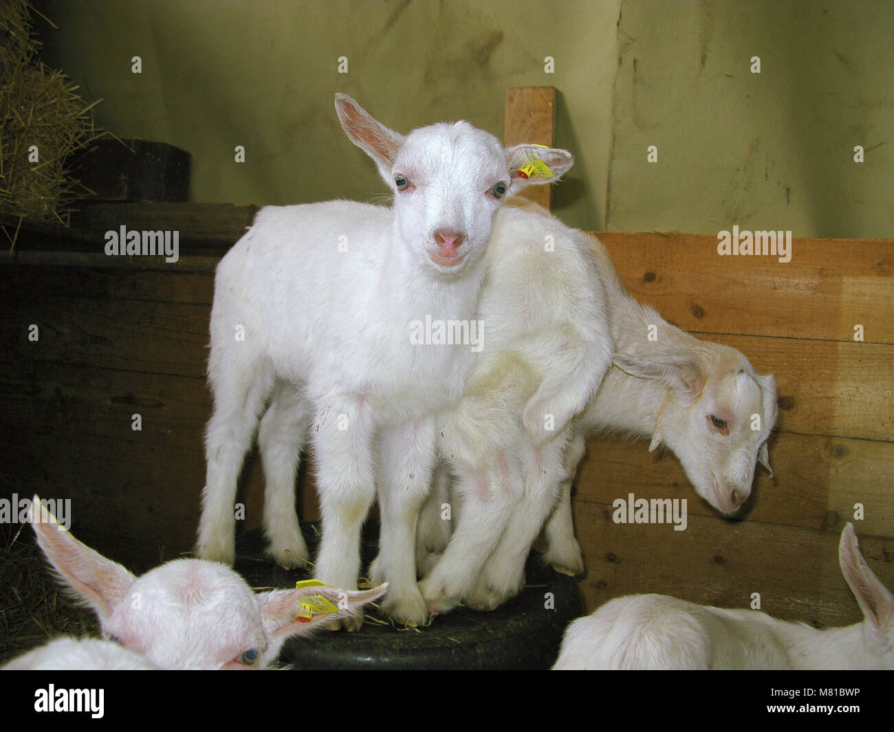 Kid goat 24 Stock Photo - Alamy