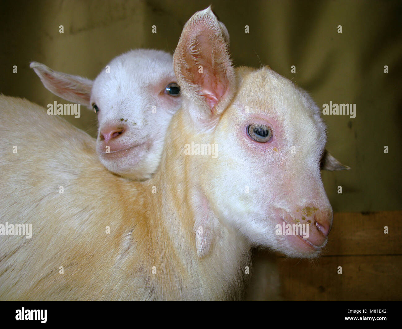 Kid goat 25 Stock Photo - Alamy