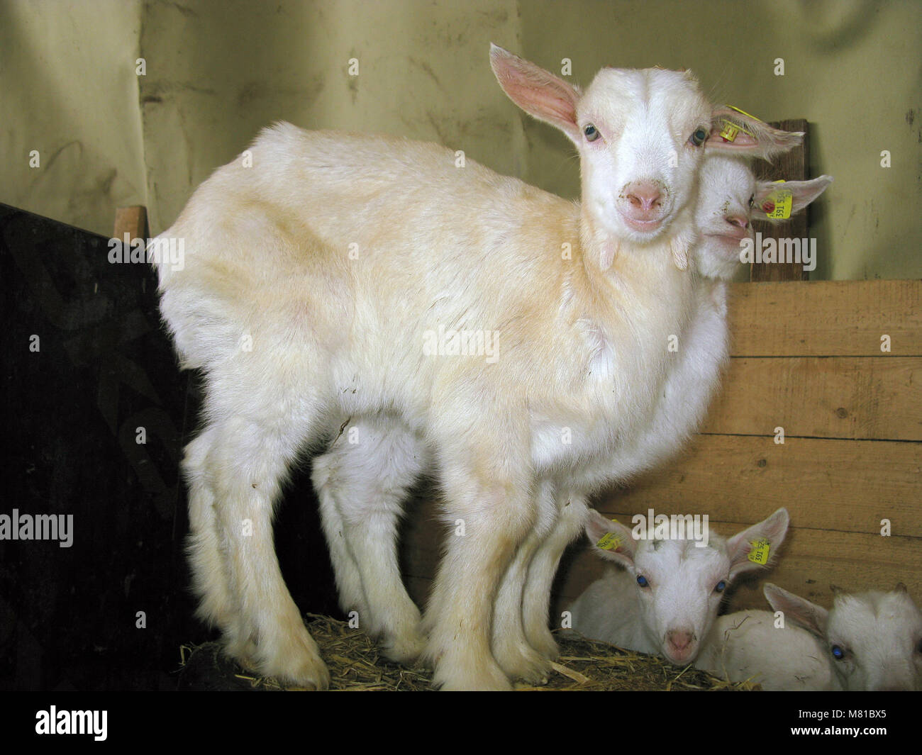 Kid goat 29 Stock Photo - Alamy