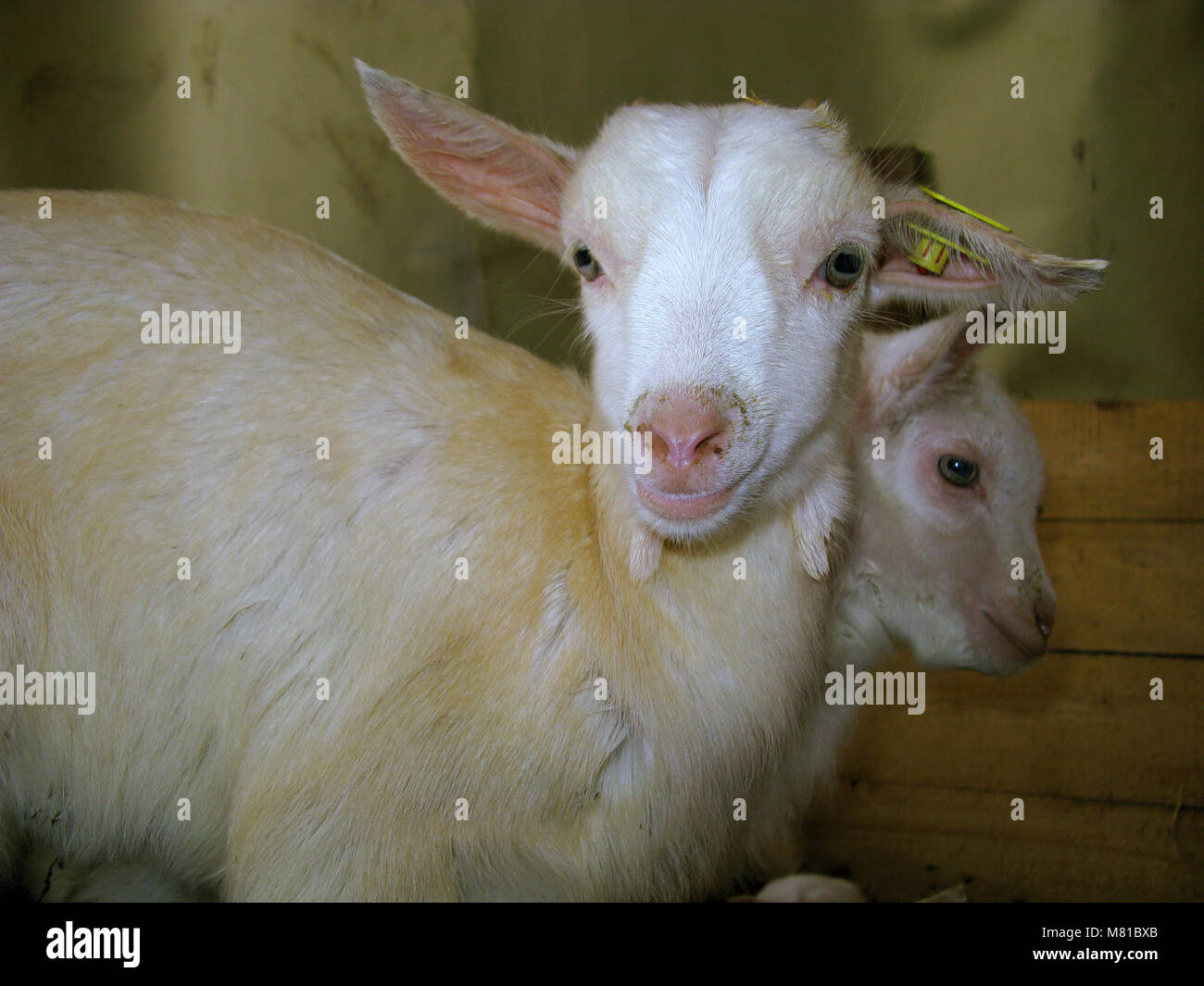 Kid goat 30 Stock Photo - Alamy