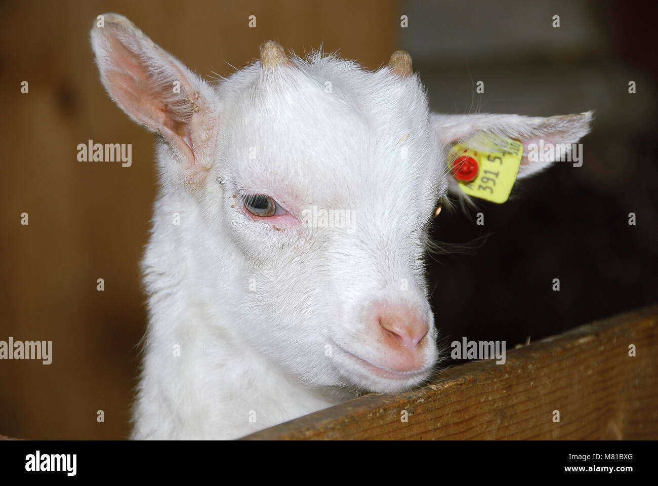 Kid goat 7 Stock Photo - Alamy