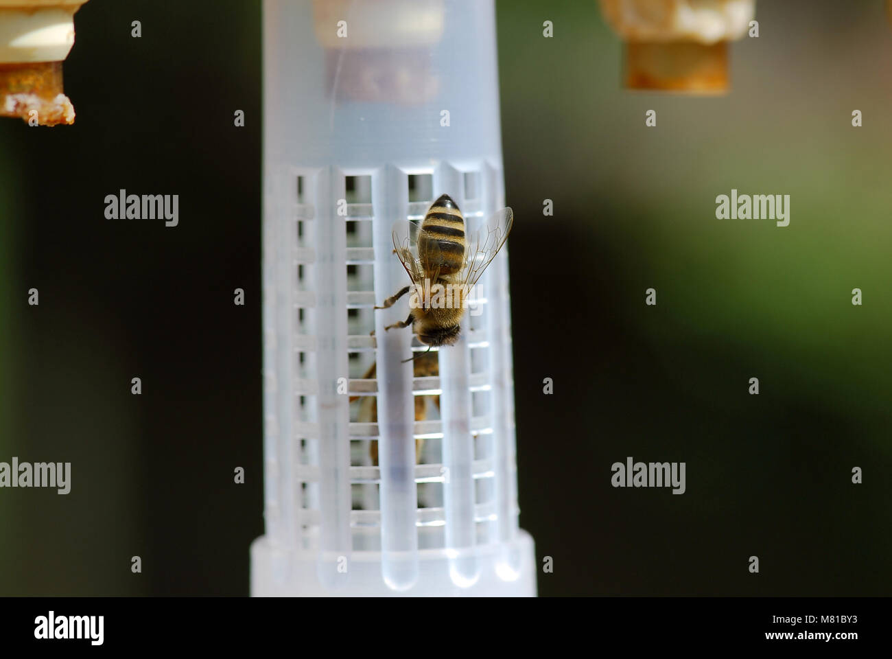 King bee cage 3 Stock Photo - Alamy