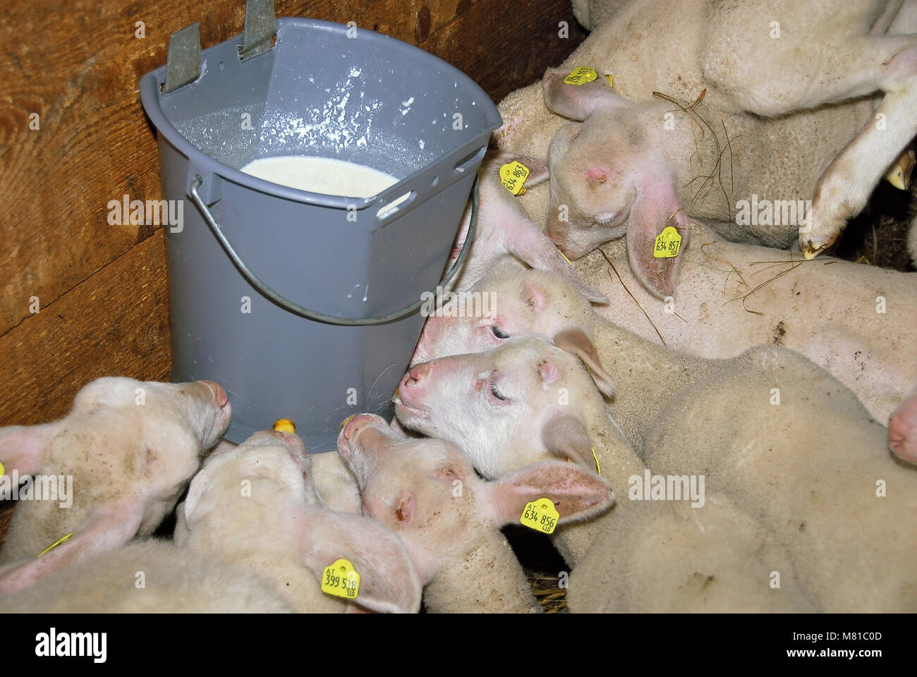 Lamb feeding 8 Stock Photo - Alamy
