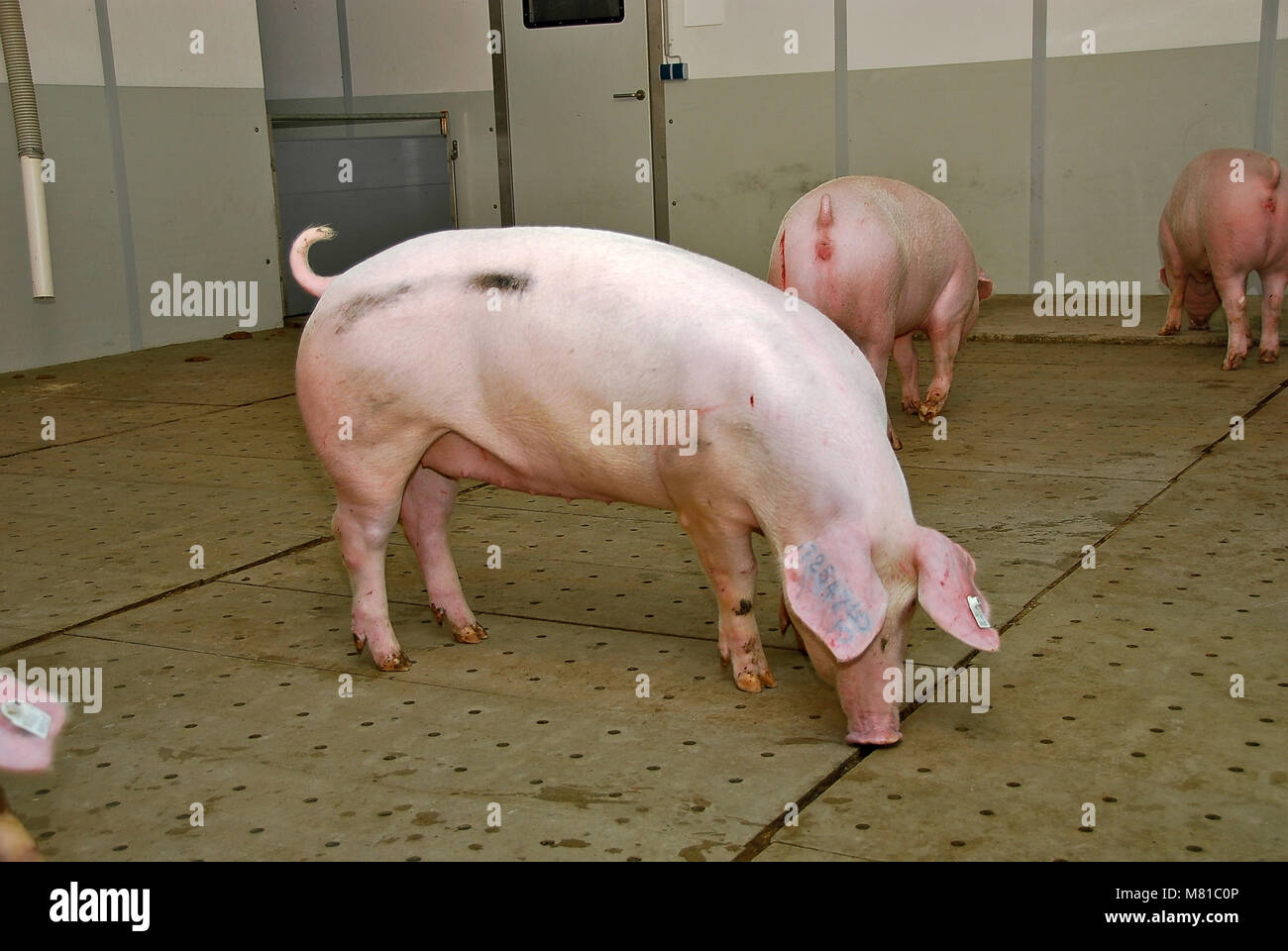 Landrace breeds hi-res stock photography and images - Alamy