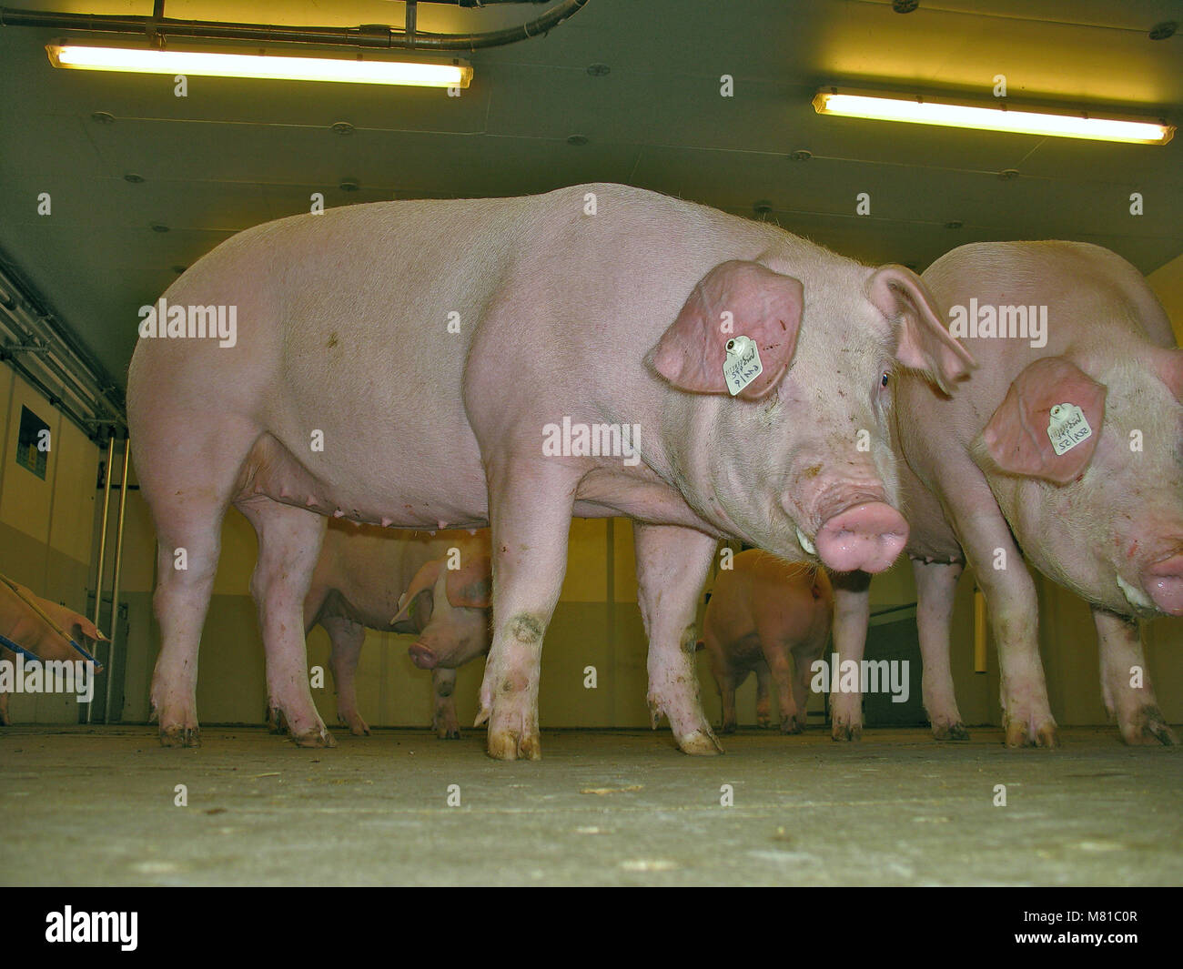 Landrace breeds hi-res stock photography and images - Alamy