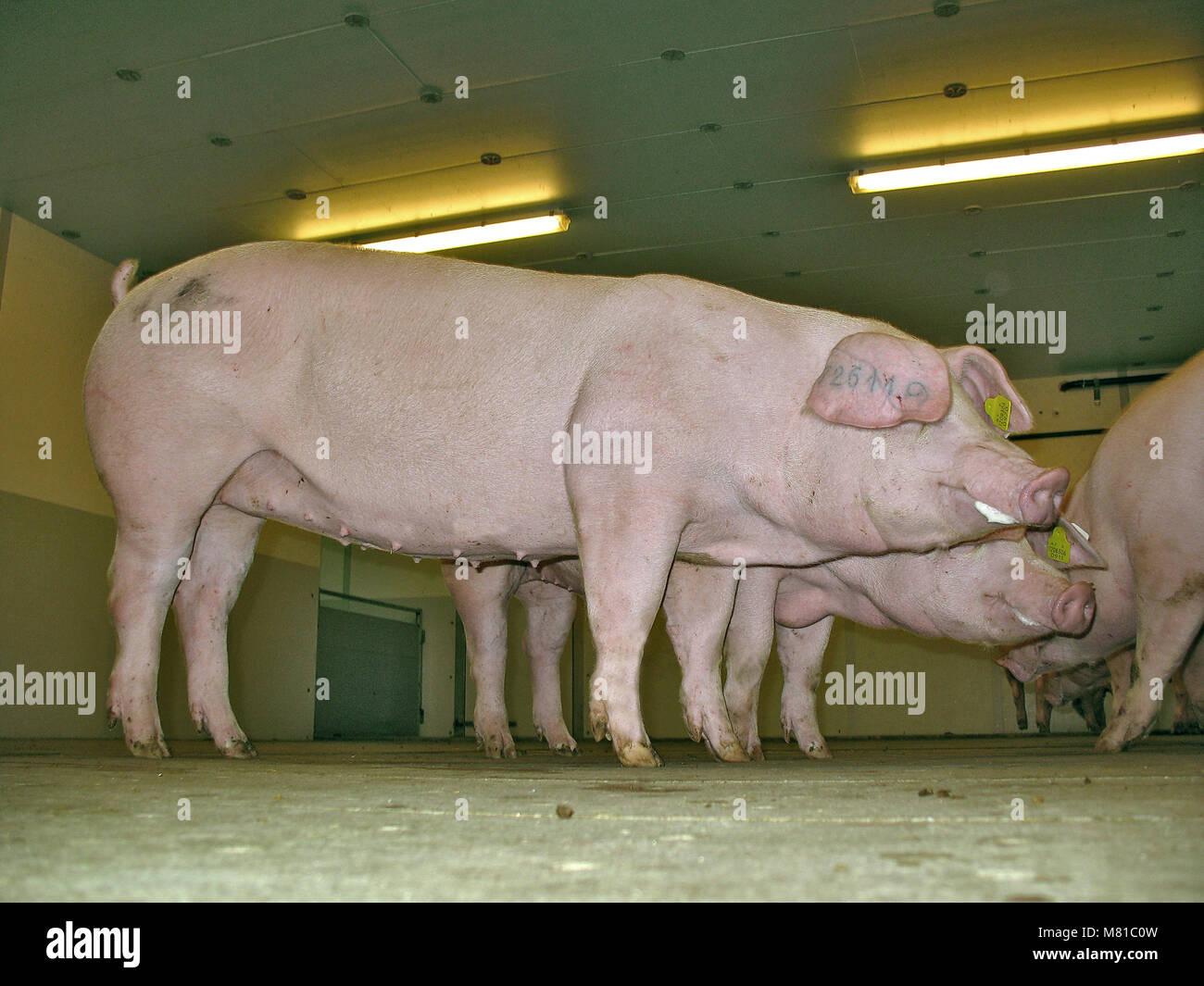 Landrace breeds hi-res stock photography and images - Alamy