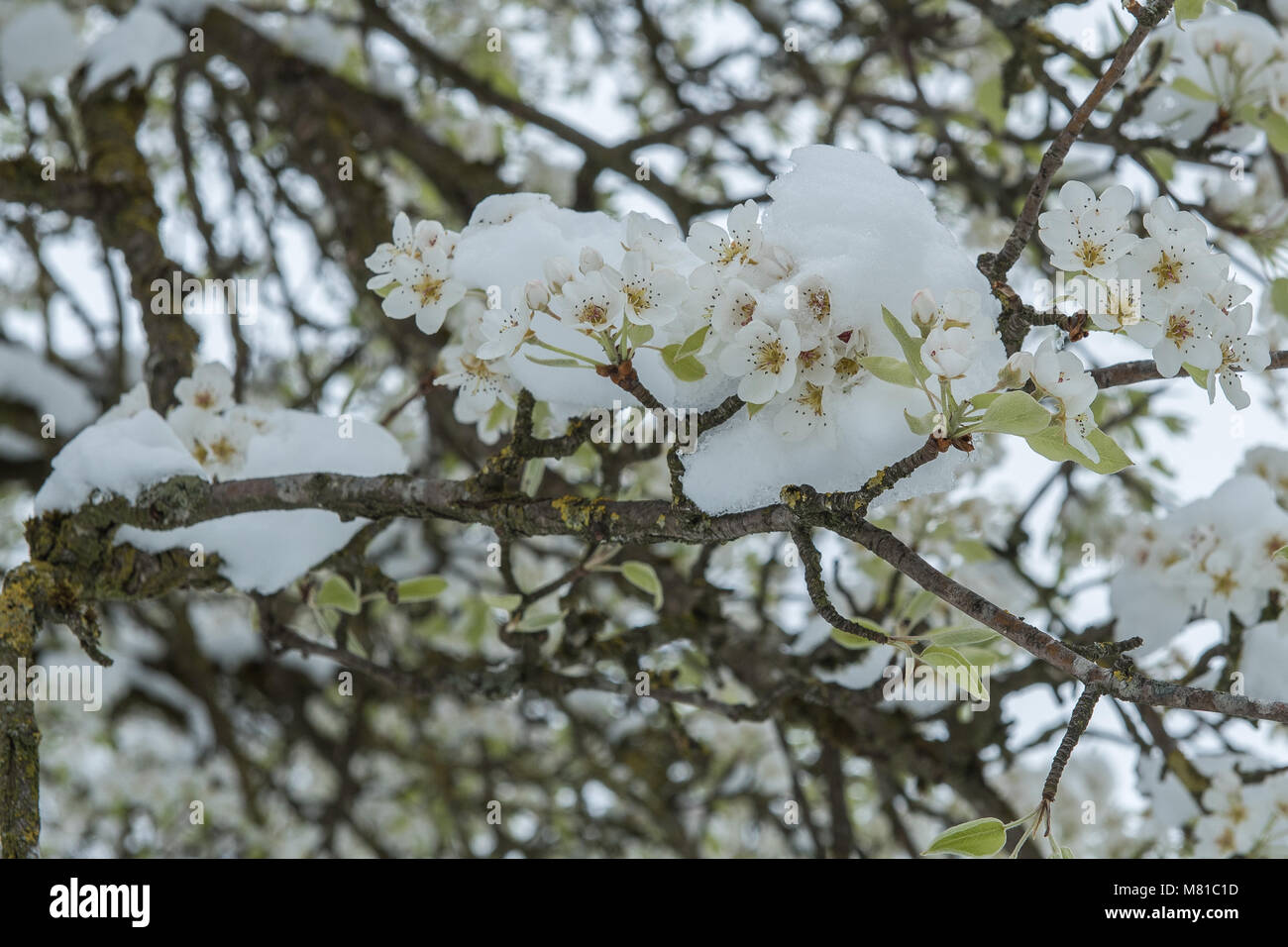 Late winter cider fruit 12 Stock Photo - Alamy