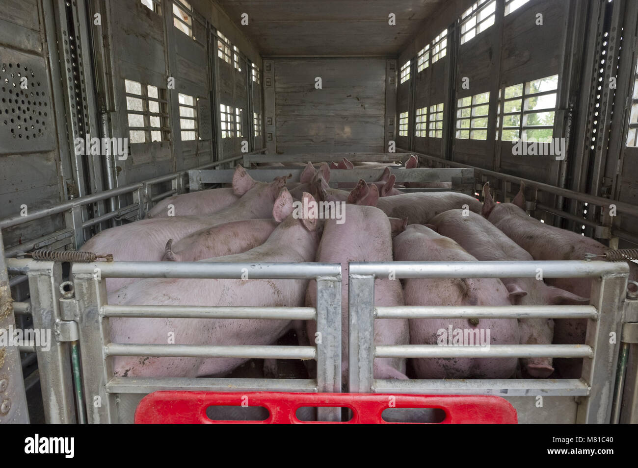 Load pigs hi-res stock photography and images - Alamy