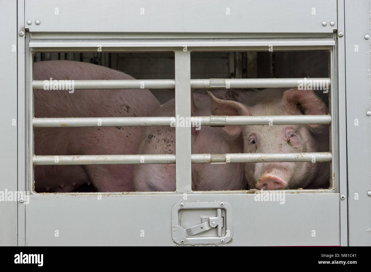 Loading pigs 11 Stock Photo - Alamy