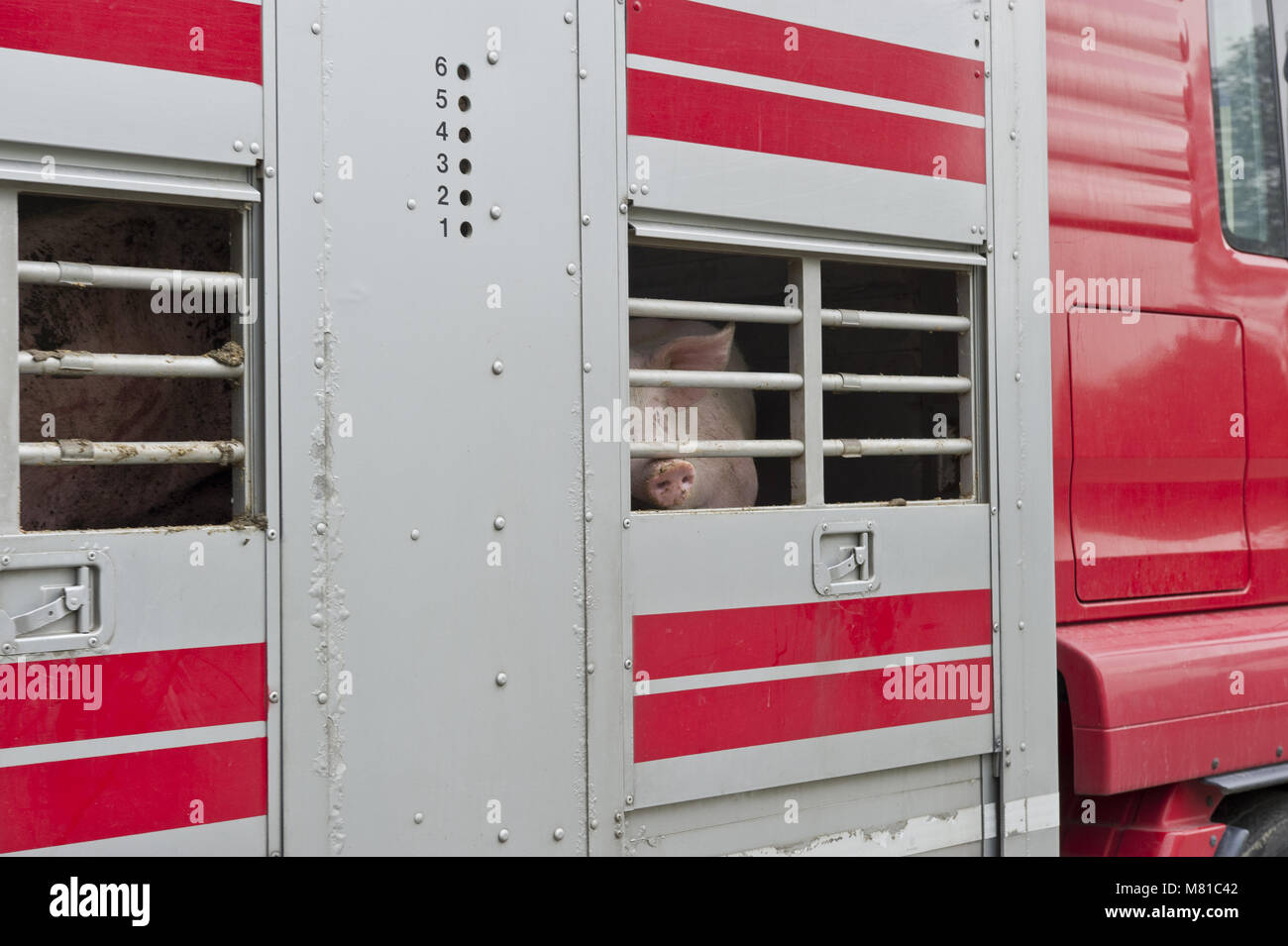 Loading pigs 12 Stock Photo - Alamy