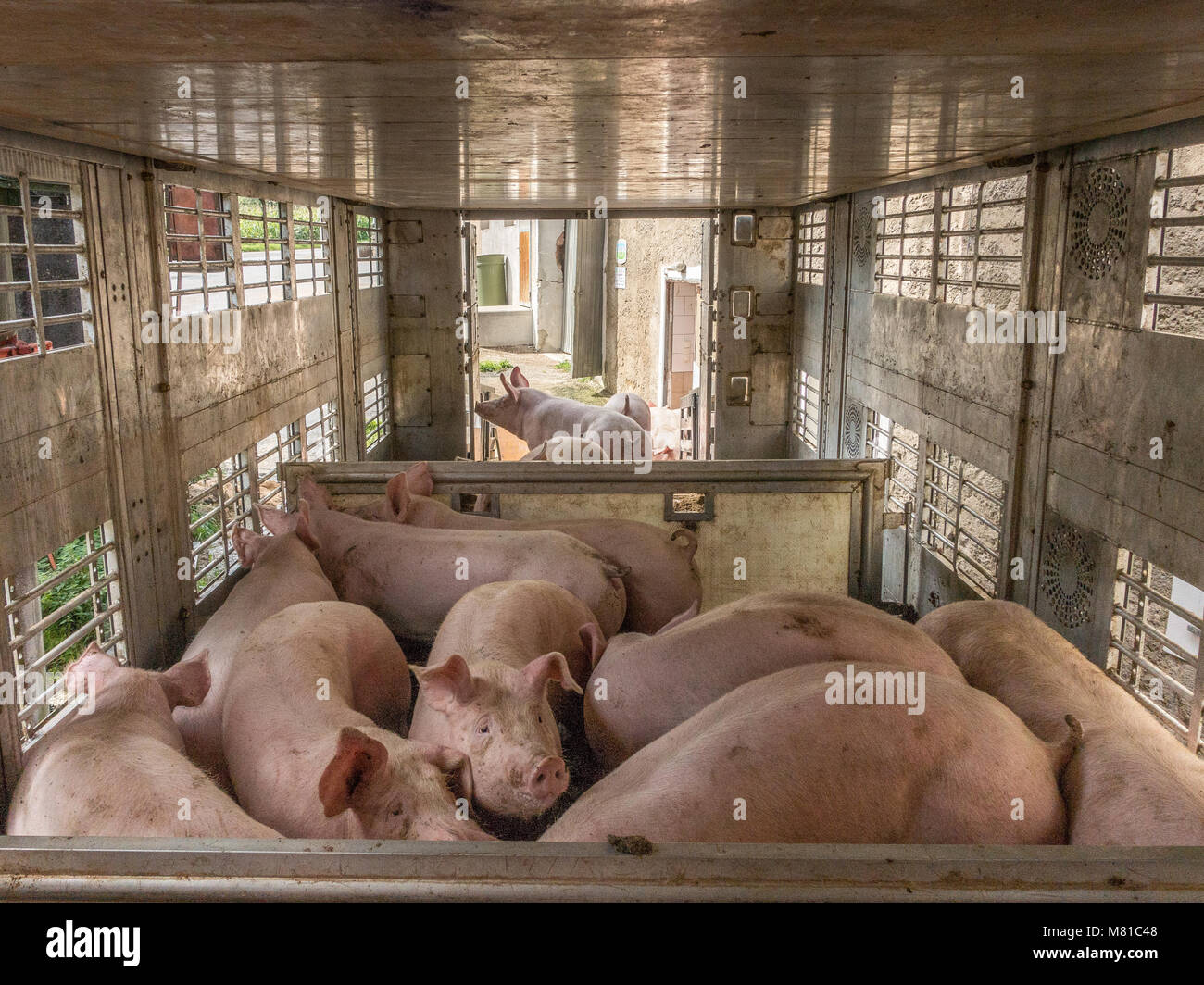 Loading pigs 23 Stock Photo - Alamy
