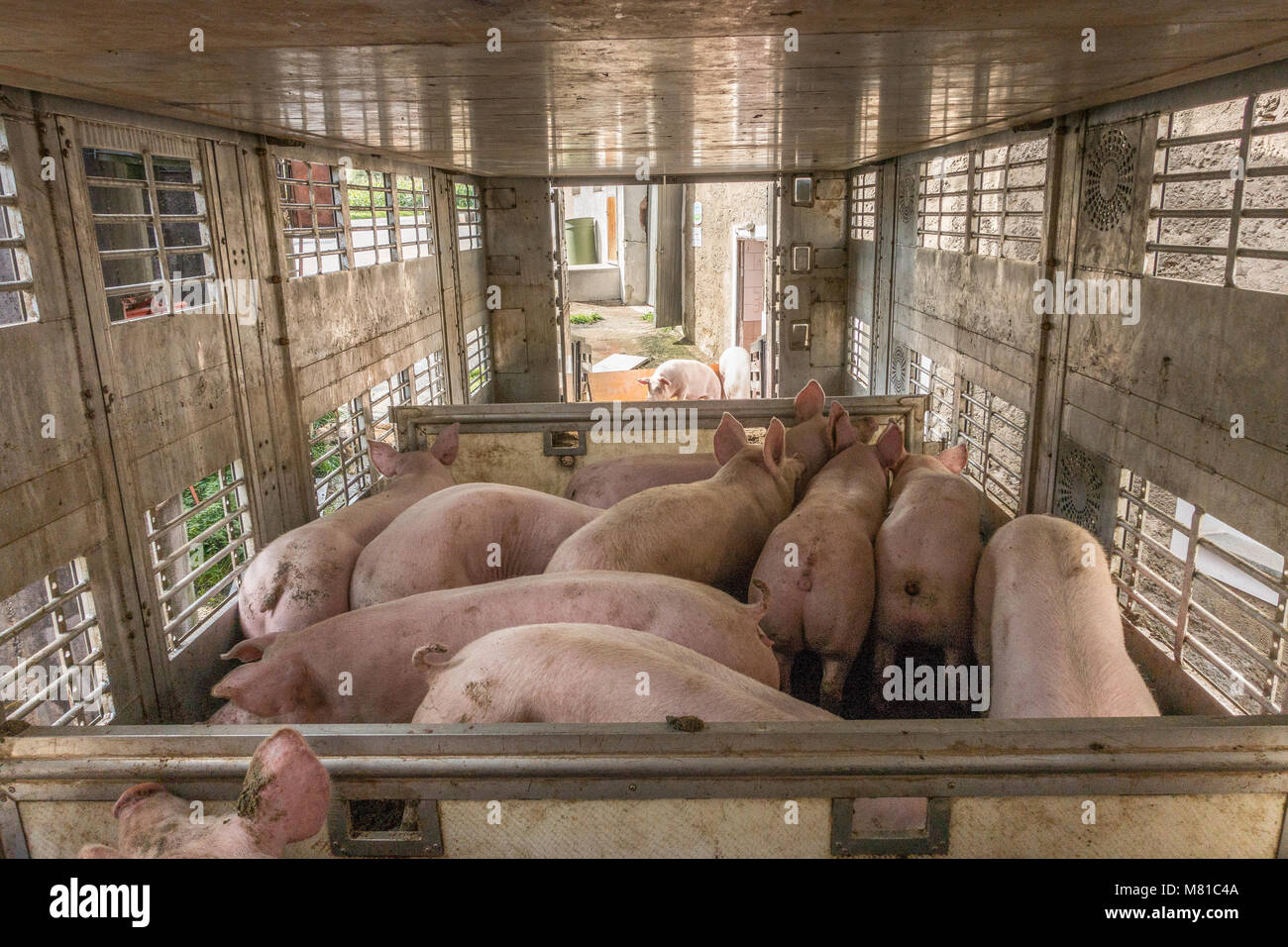 Loading pigs 25 Stock Photo - Alamy