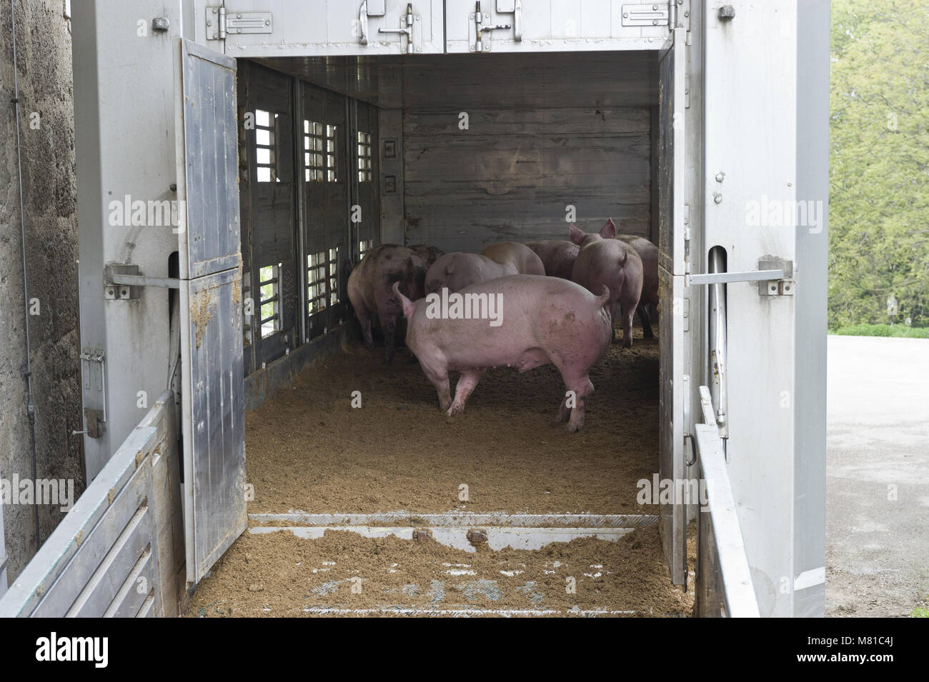 Cattle trucks loading hi-res stock photography and images - Alamy