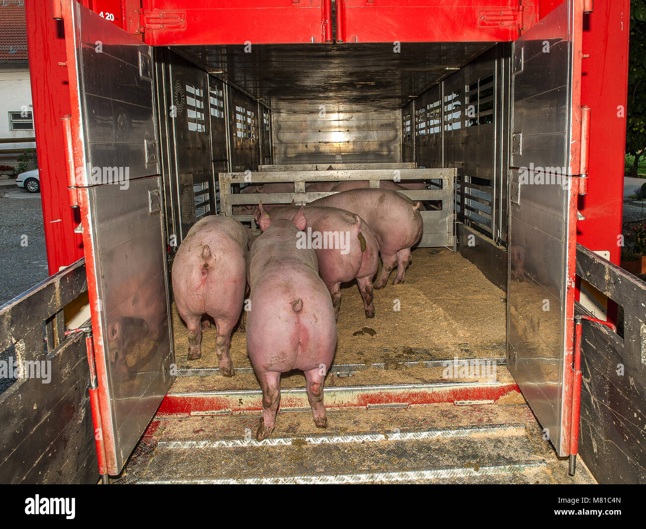 Loading pigs 40 Stock Photo - Alamy
