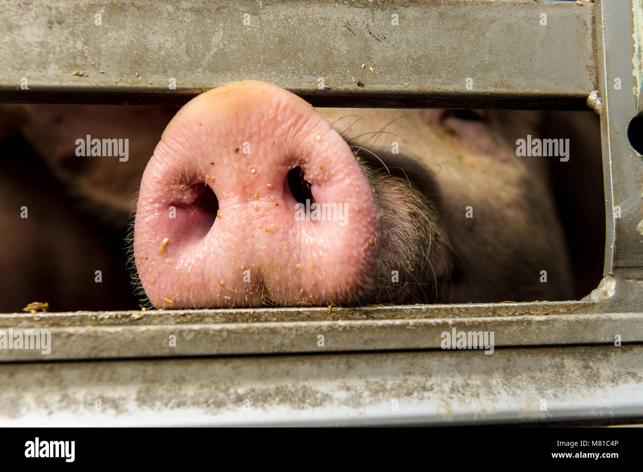 Loading pigs 67 Stock Photo - Alamy