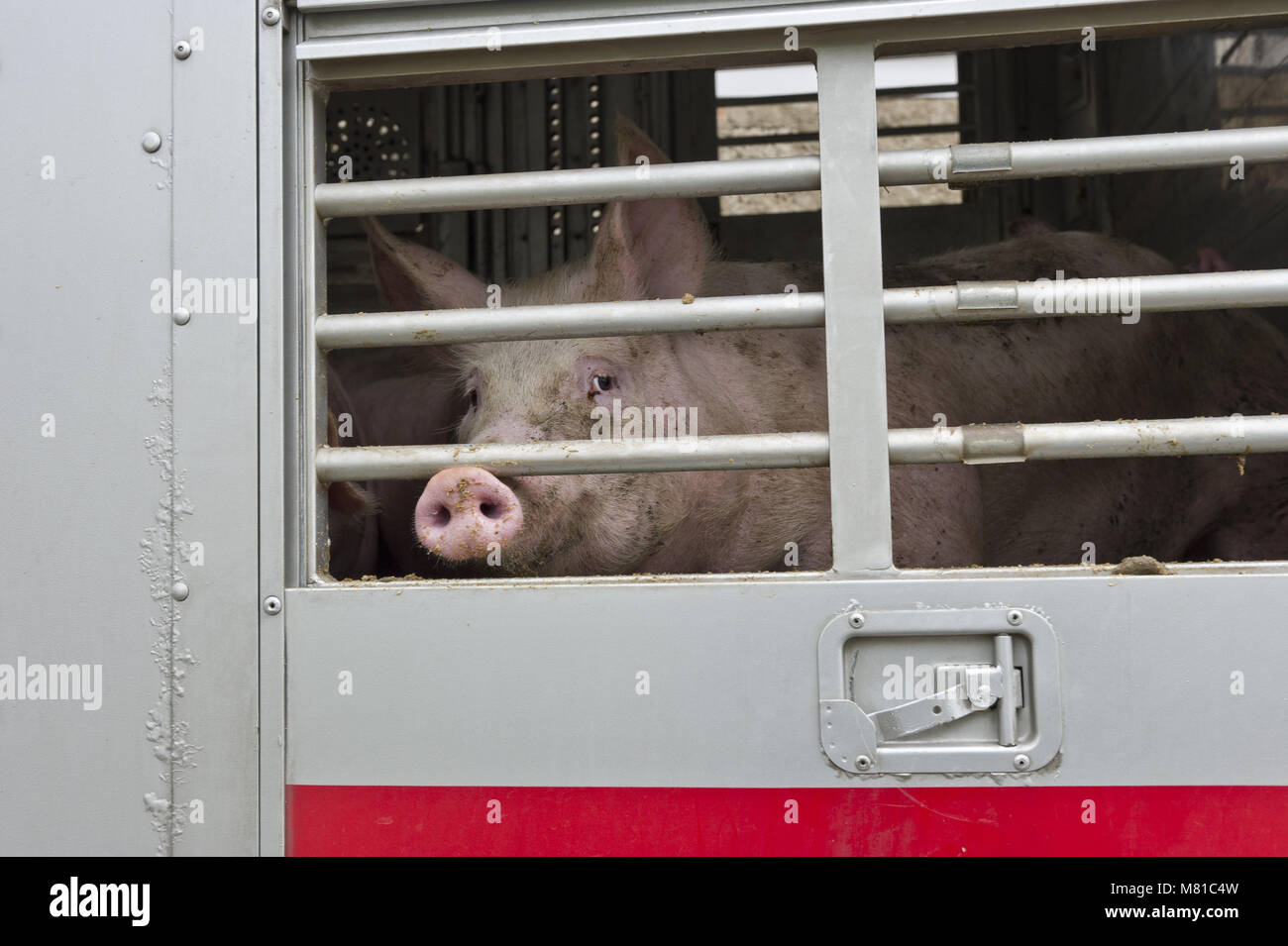 Loading pigs 7 Stock Photo - Alamy