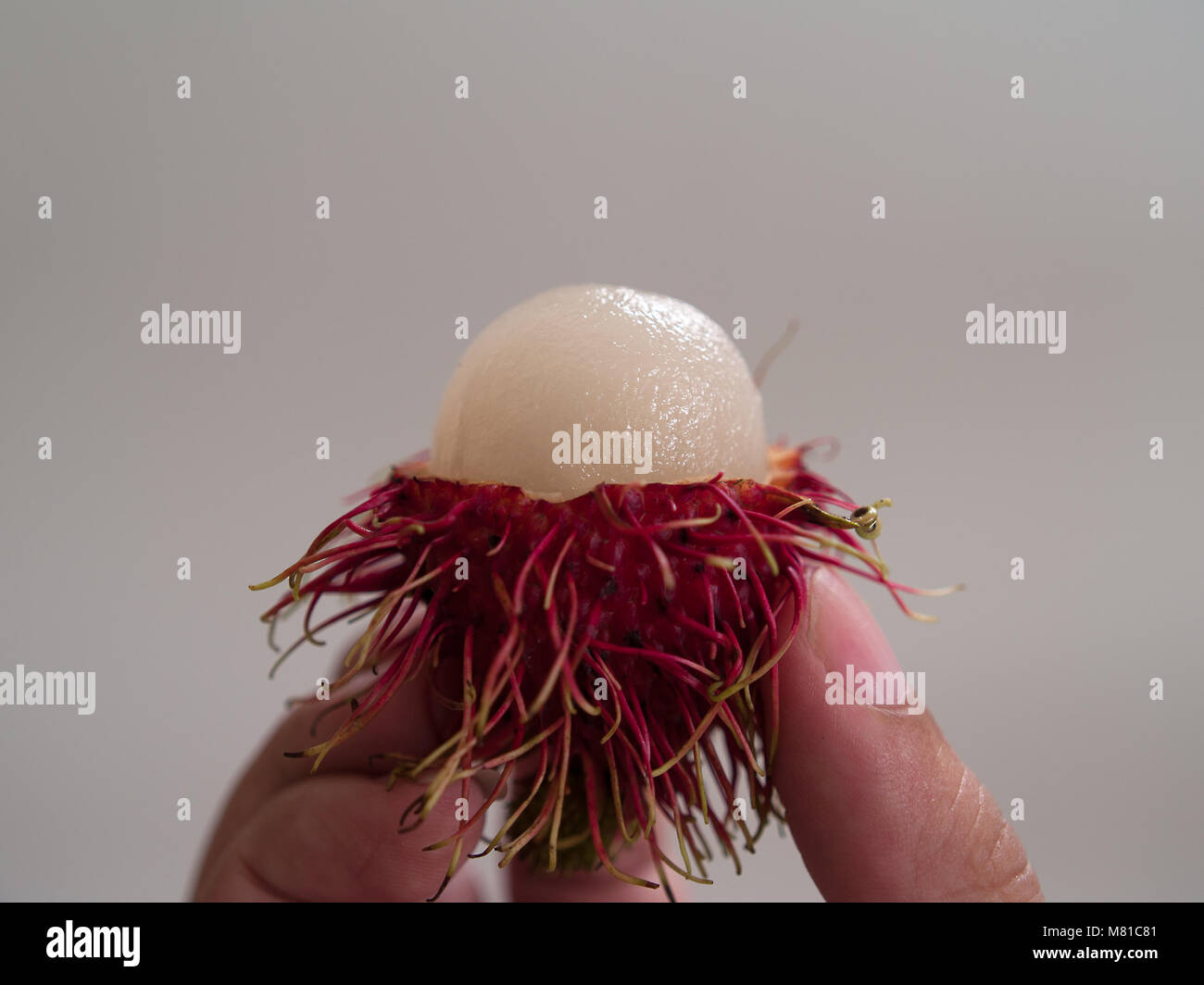 Rambutan, a tropical fruit. Is native to Malaysia and Indonesia Stock ...