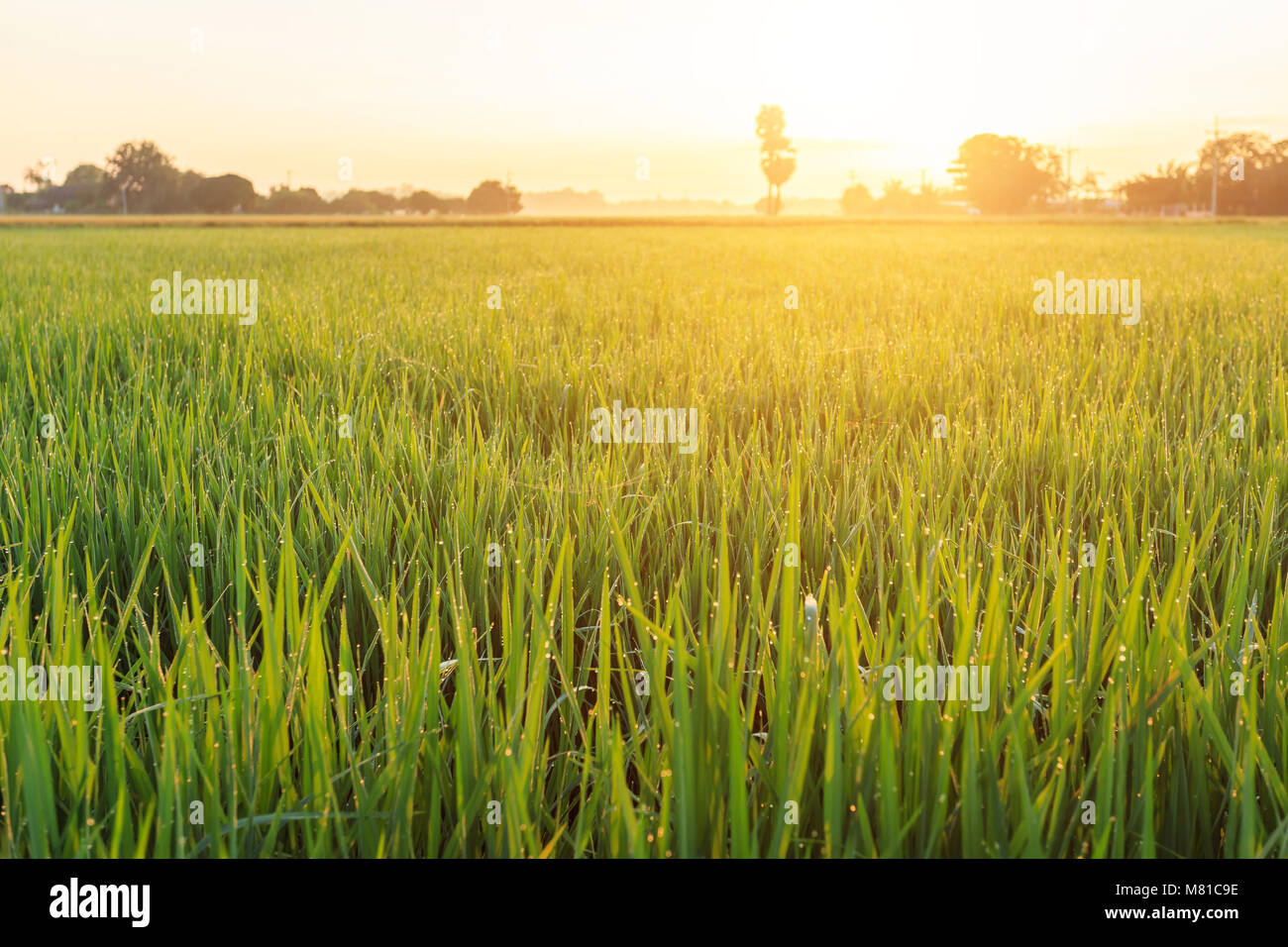 Landscape of young green rice field at morning time in Thailand. For ...