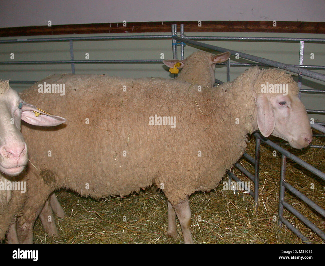 Merino sheep 1 Stock Photo - Alamy