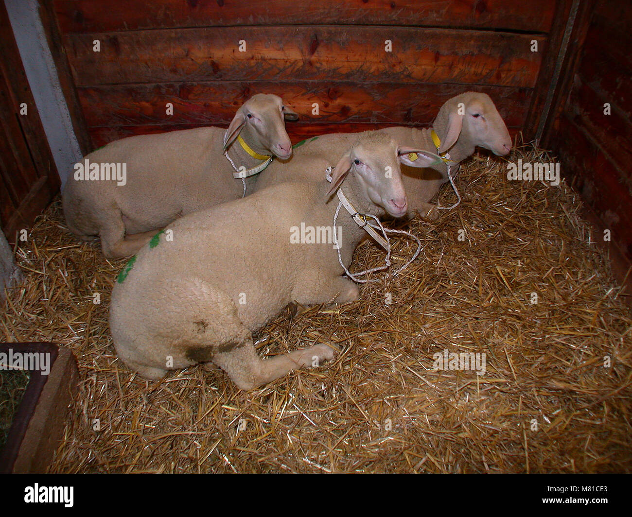 Merino Ewes Stock Photos & Merino Ewes Stock Images - Alamy