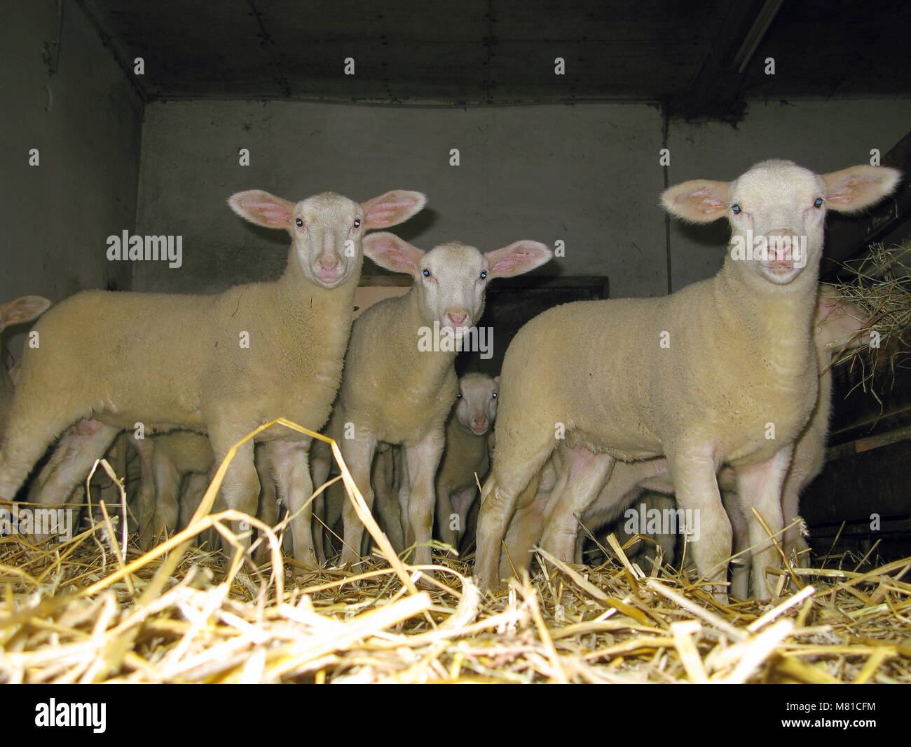 Milk sheep lambs 10 Stock Photo - Alamy