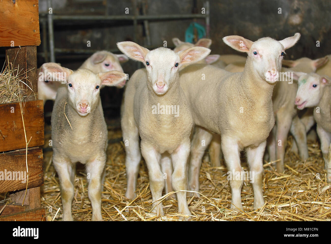 Milk sheep lambs 14 Stock Photo - Alamy
