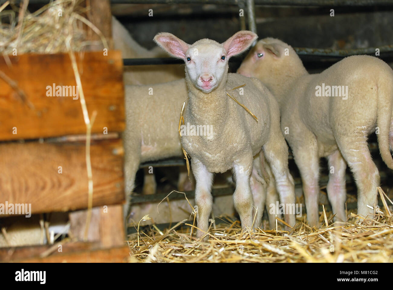Milk sheep lambs 20 Stock Photo - Alamy