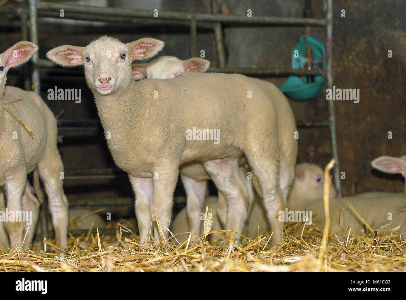 Milk sheep lambs 21 Stock Photo - Alamy