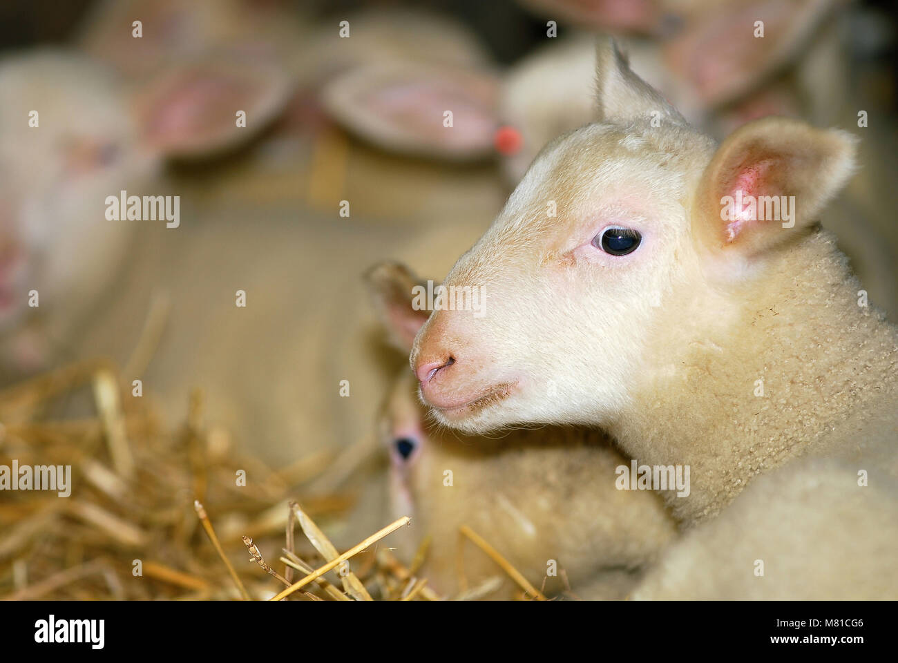 Milk sheep lambs 23 Stock Photo - Alamy