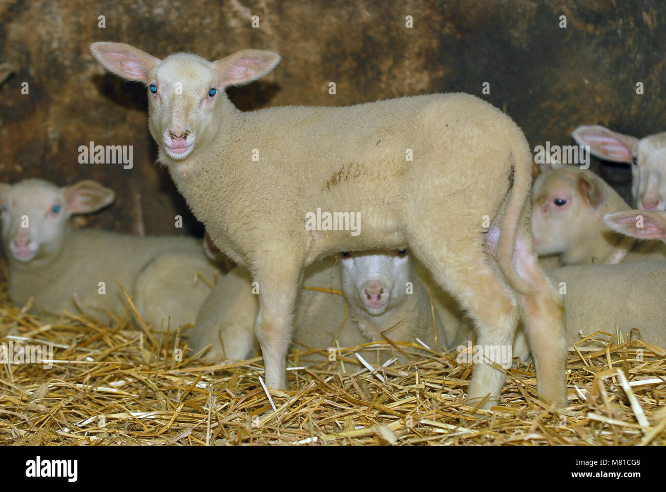 Milk sheep lambs 24 Stock Photo - Alamy
