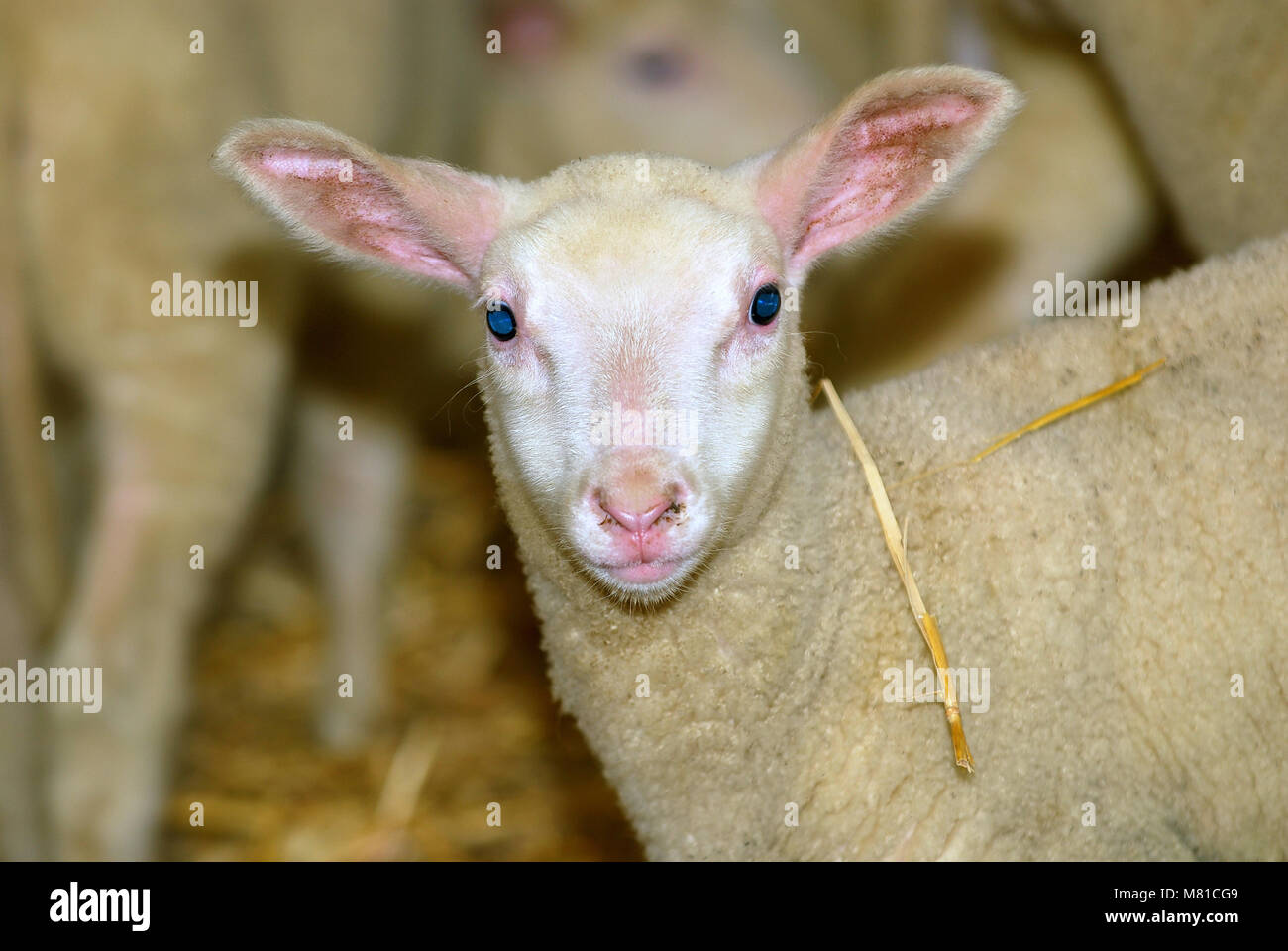 Milk sheep lambs 25 Stock Photo - Alamy