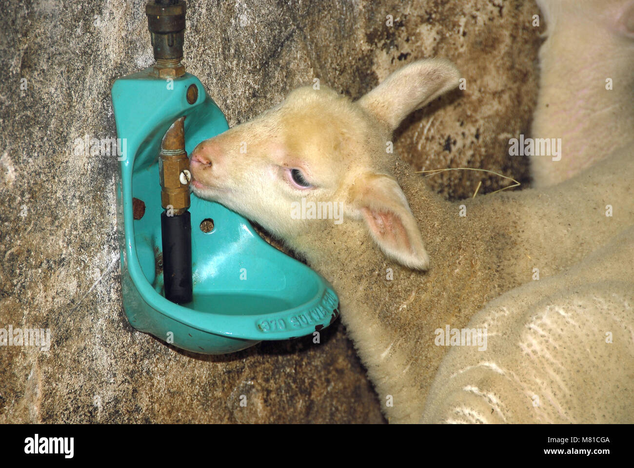 Milk sheep lambs 26 Stock Photo - Alamy