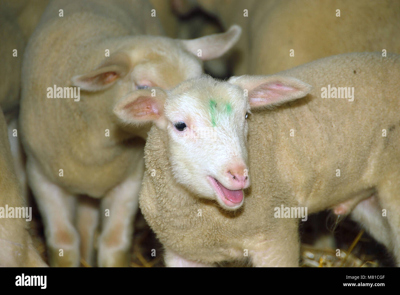 Milk sheep lambs 32 Stock Photo - Alamy
