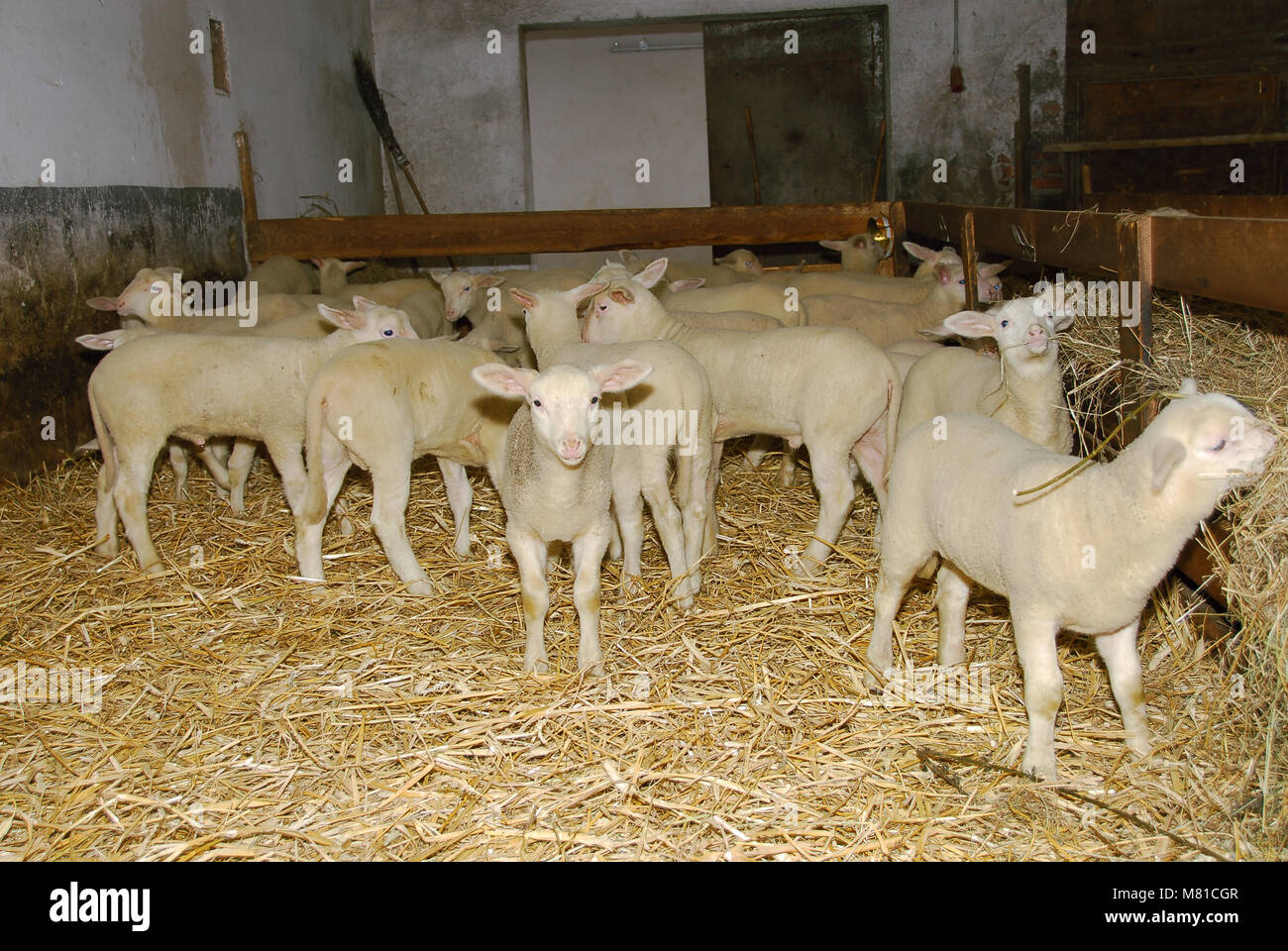 Milk sheep lambs 34 Stock Photo - Alamy