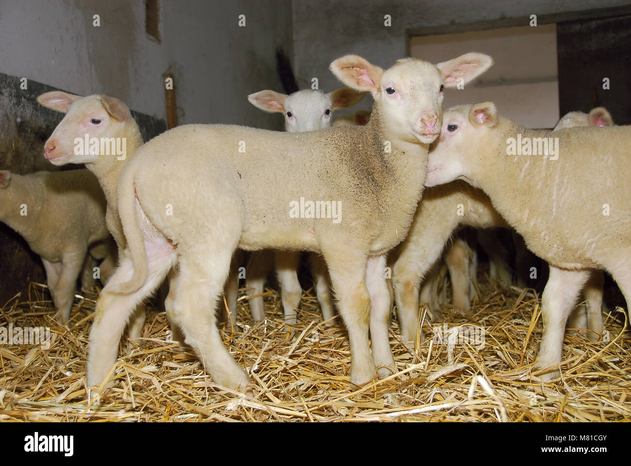 Milk sheep lambs 38 Stock Photo - Alamy