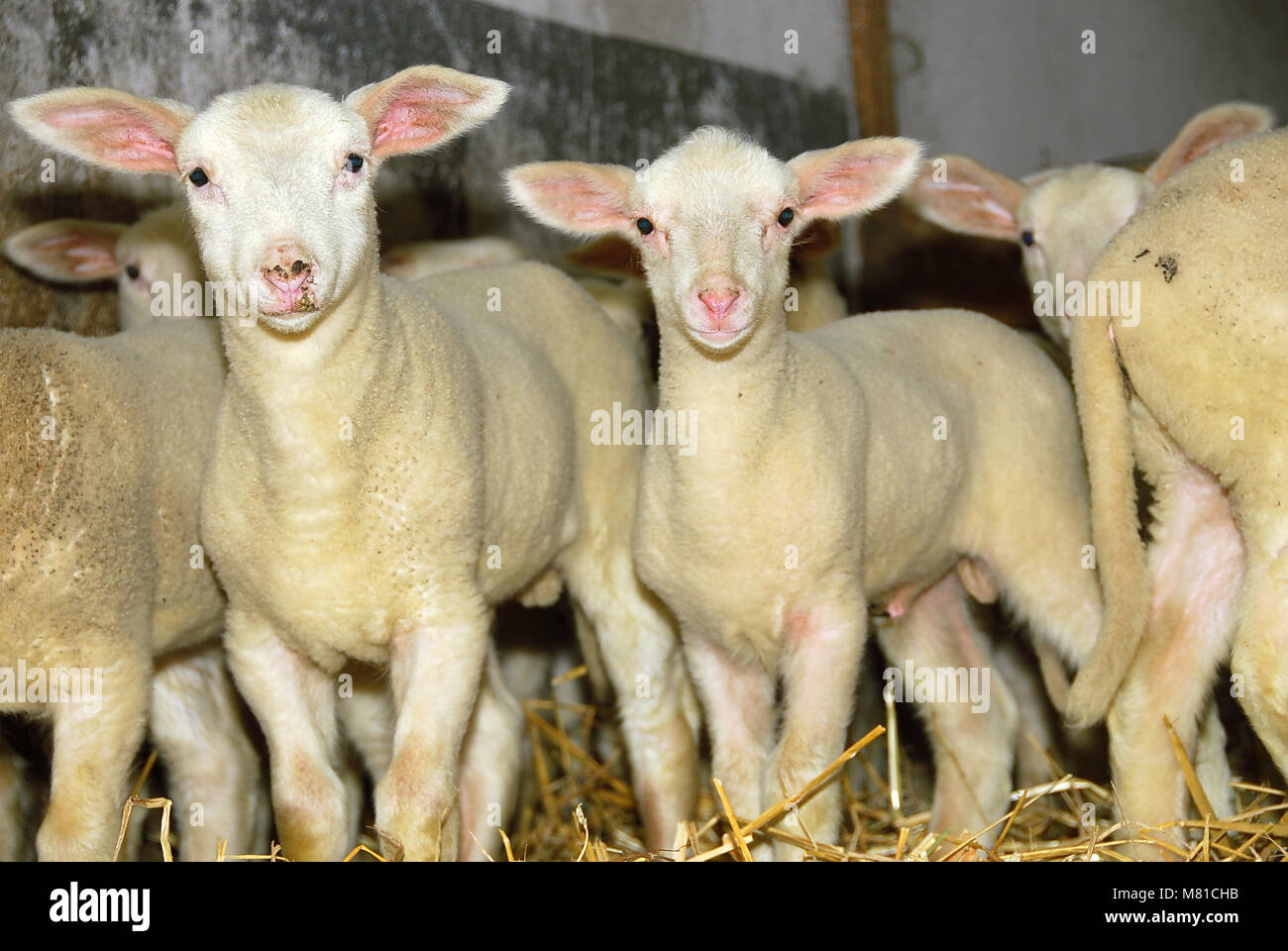 Milk sheep lambs 43 Stock Photo - Alamy