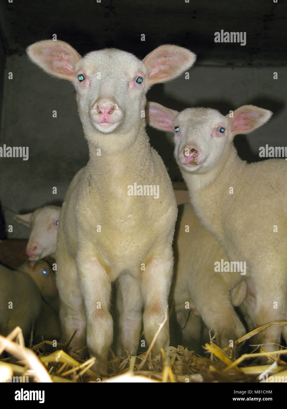 Milk sheep lambs 9 Stock Photo - Alamy