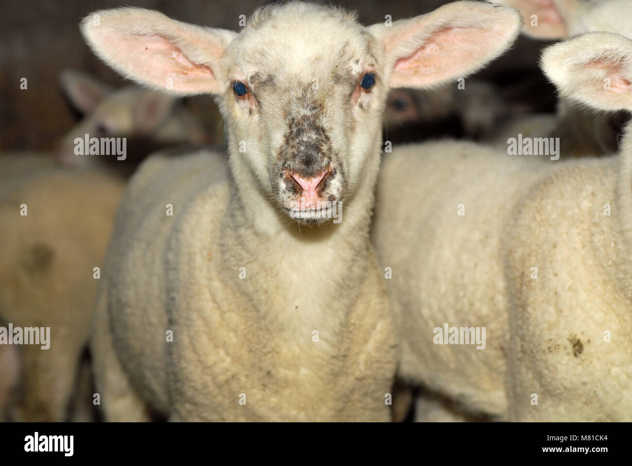 Fattening lamb hi-res stock photography and images - Alamy