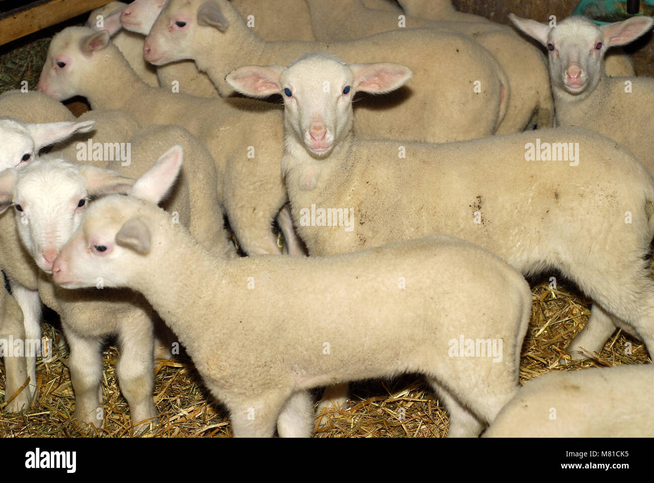 milksheep lamb 3 Stock Photo - Alamy