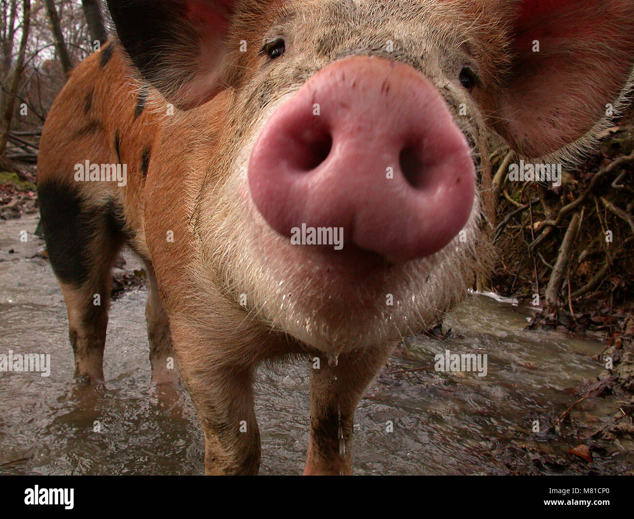 open-ground snout 2 Stock Photo - Alamy