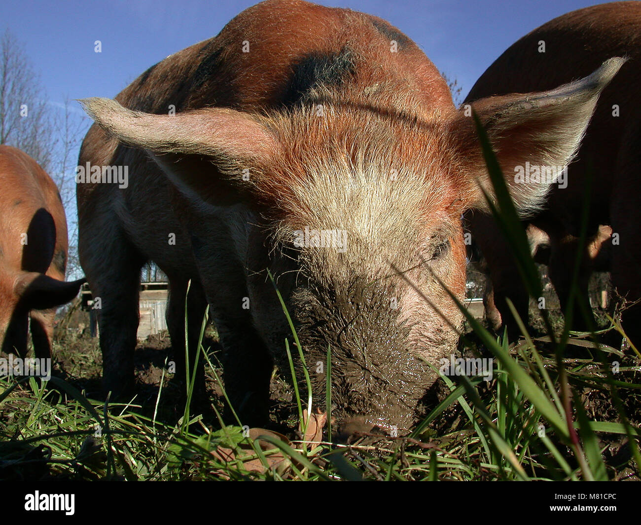 Open ground hi-res stock photography and images - Alamy