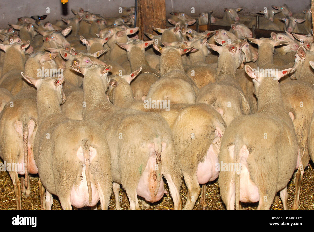 Ostfriesen hi-res stock photography and images - Alamy