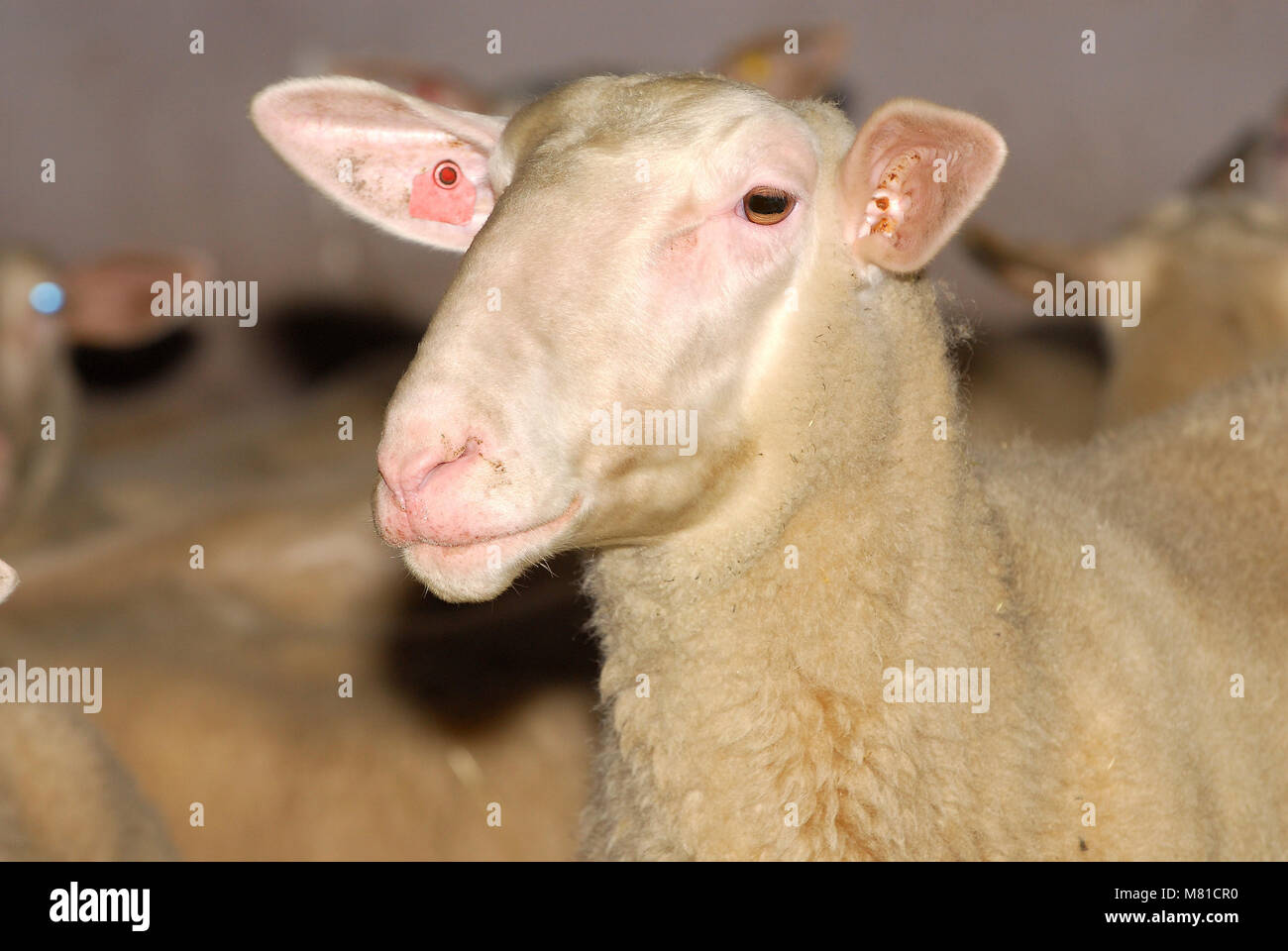 Ostfriesen hi-res stock photography and images - Alamy